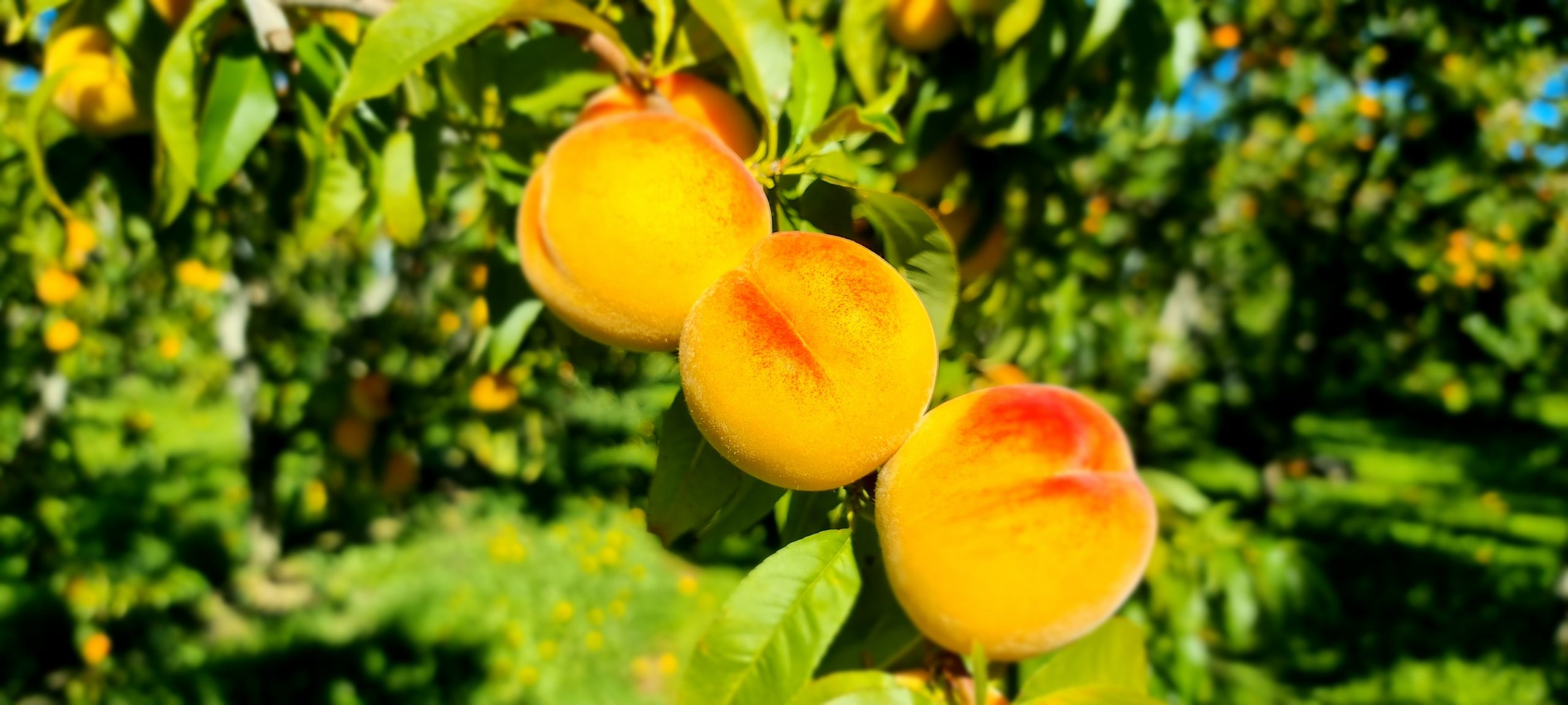 Peaches Golden Flesh - 5kg box – Roberts Family Fruit