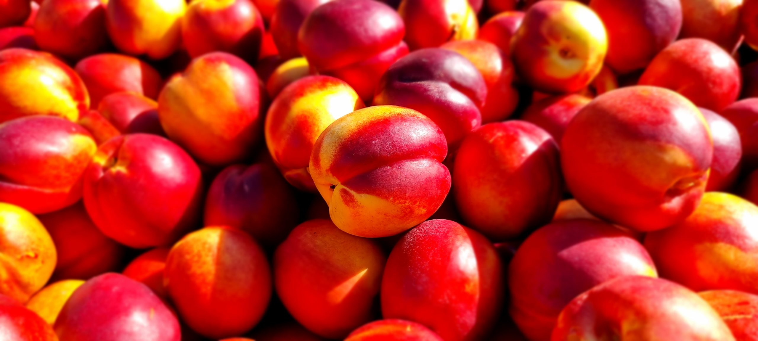 Nectarines - 5Kg Box - Available Mid-February to Late March – Roberts ...