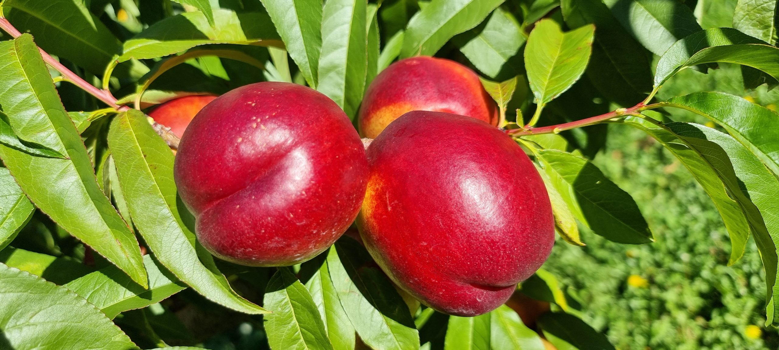 Nectarines - 5Kg Box - Available Mid-February to Late March – Roberts ...