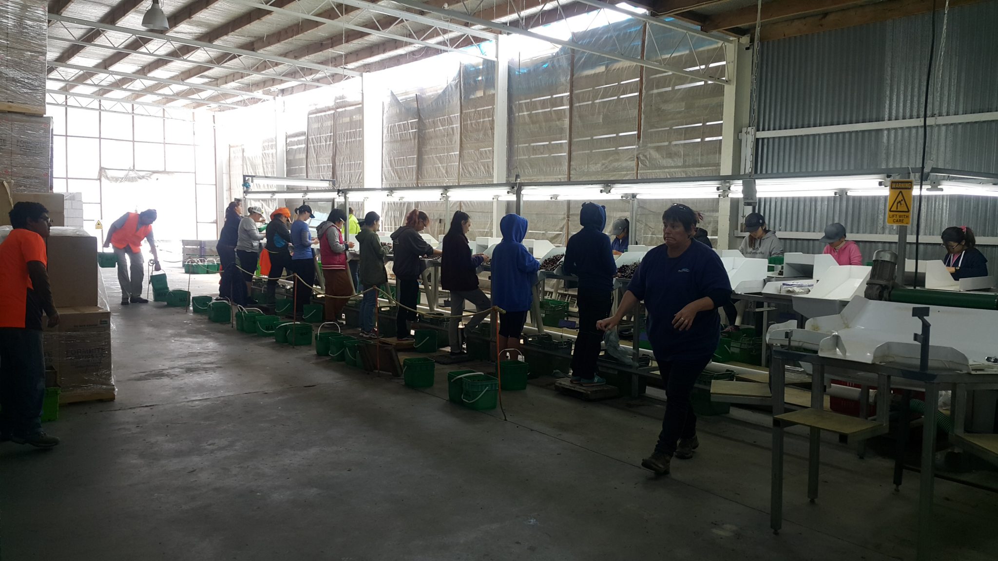 Fruit Thinning Picking and Packing jobs