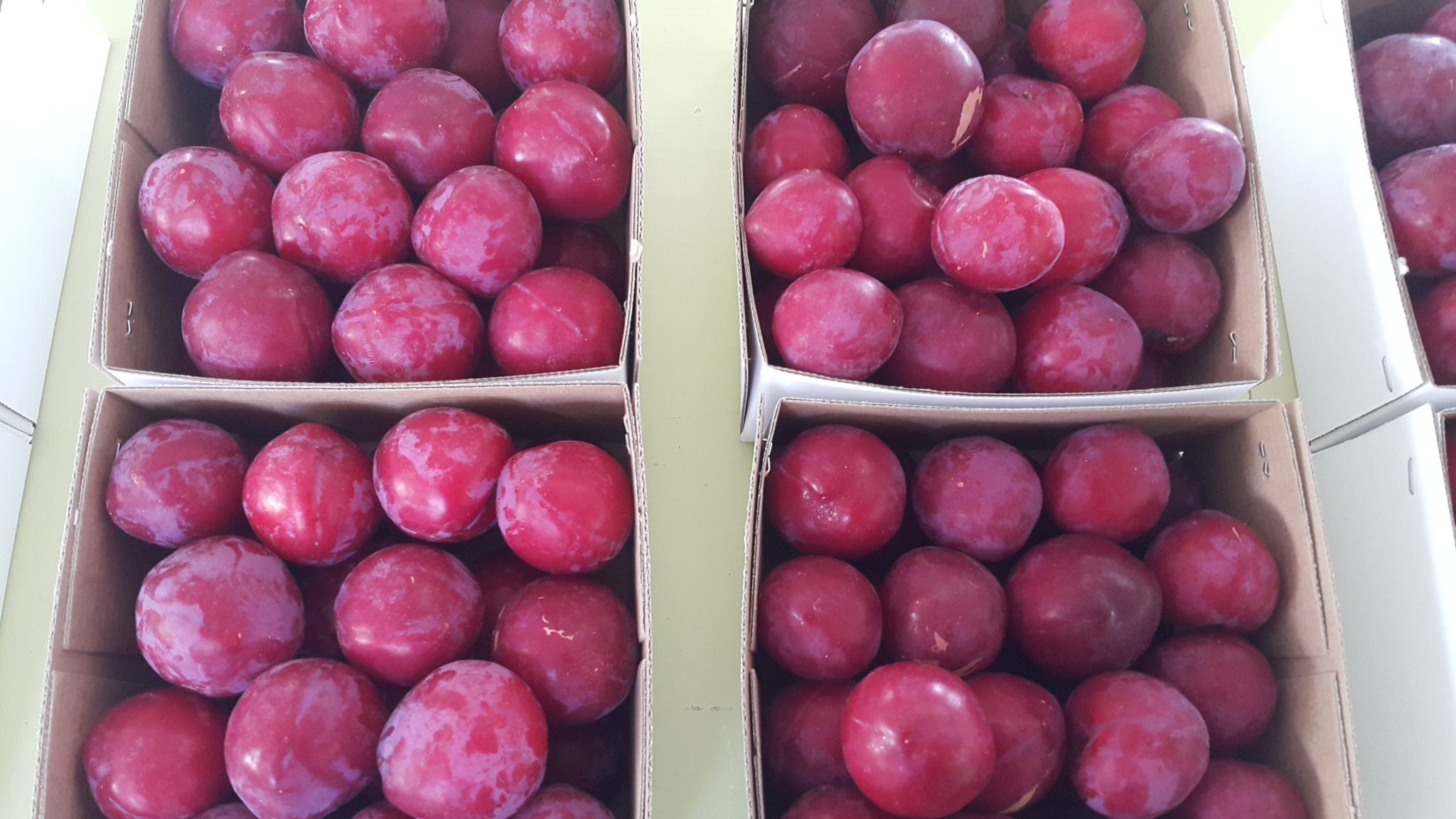 Roberts Family Orchards Summer Fruit