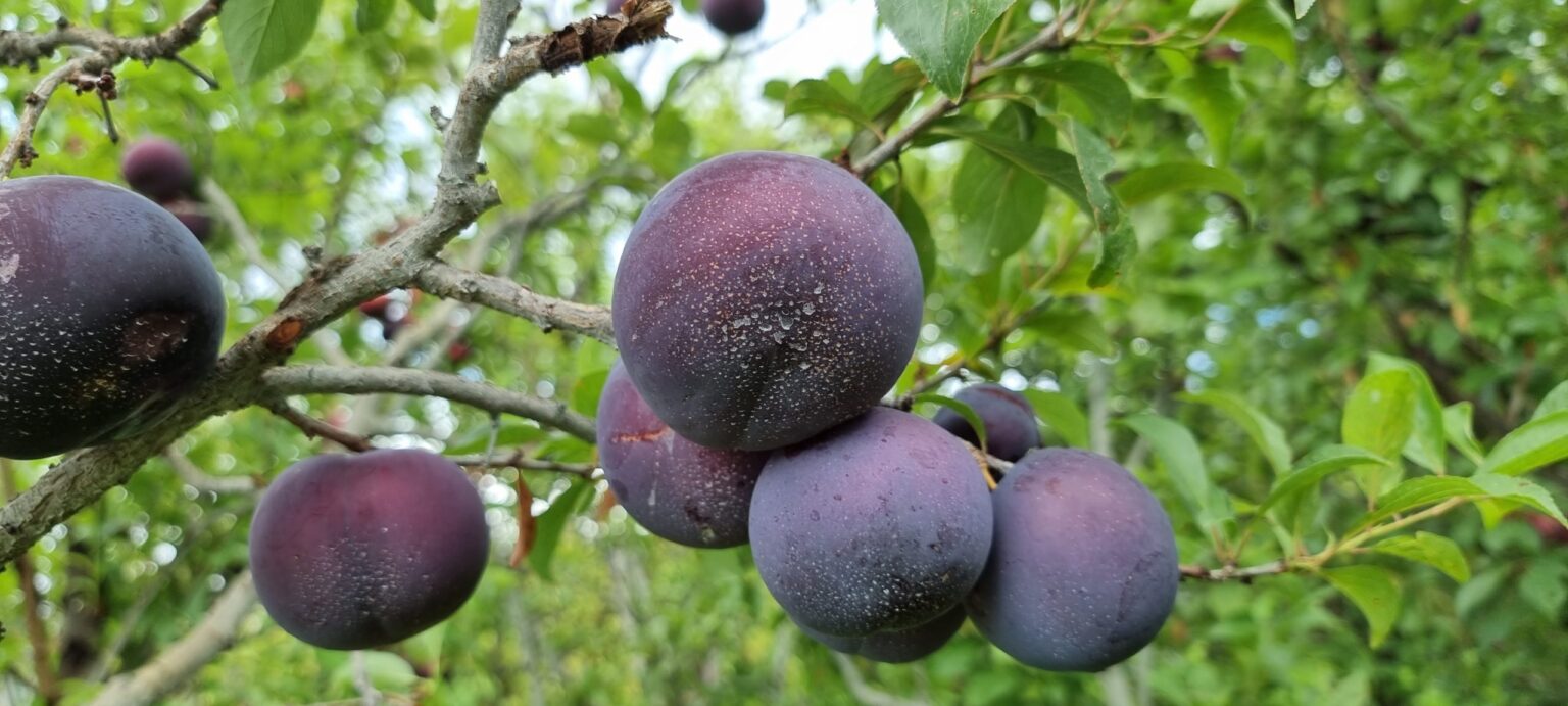 Plums - 5kg Box - Available Mid-February – Roberts Family Fruit
