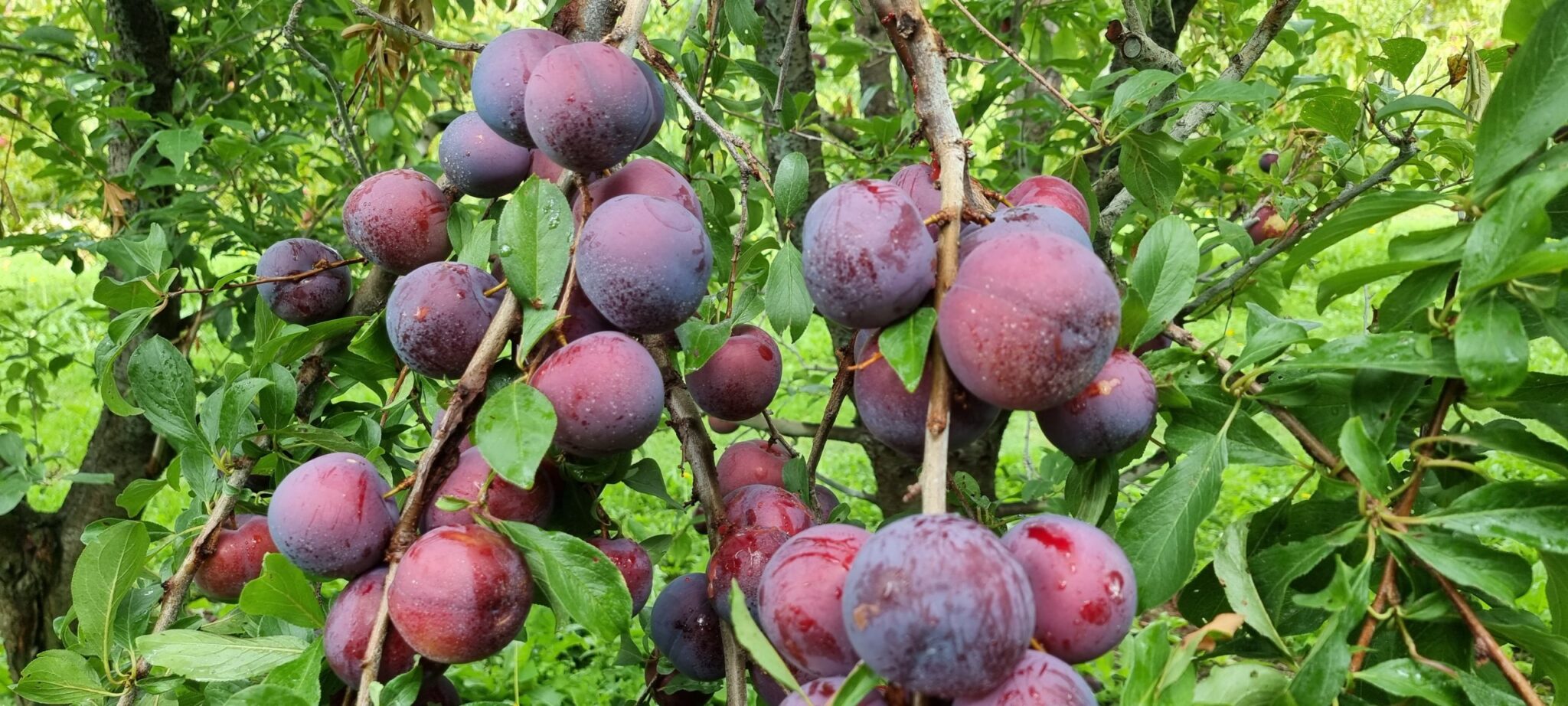 Plums - 5kg Box - Available Mid-February – Roberts Family Fruit