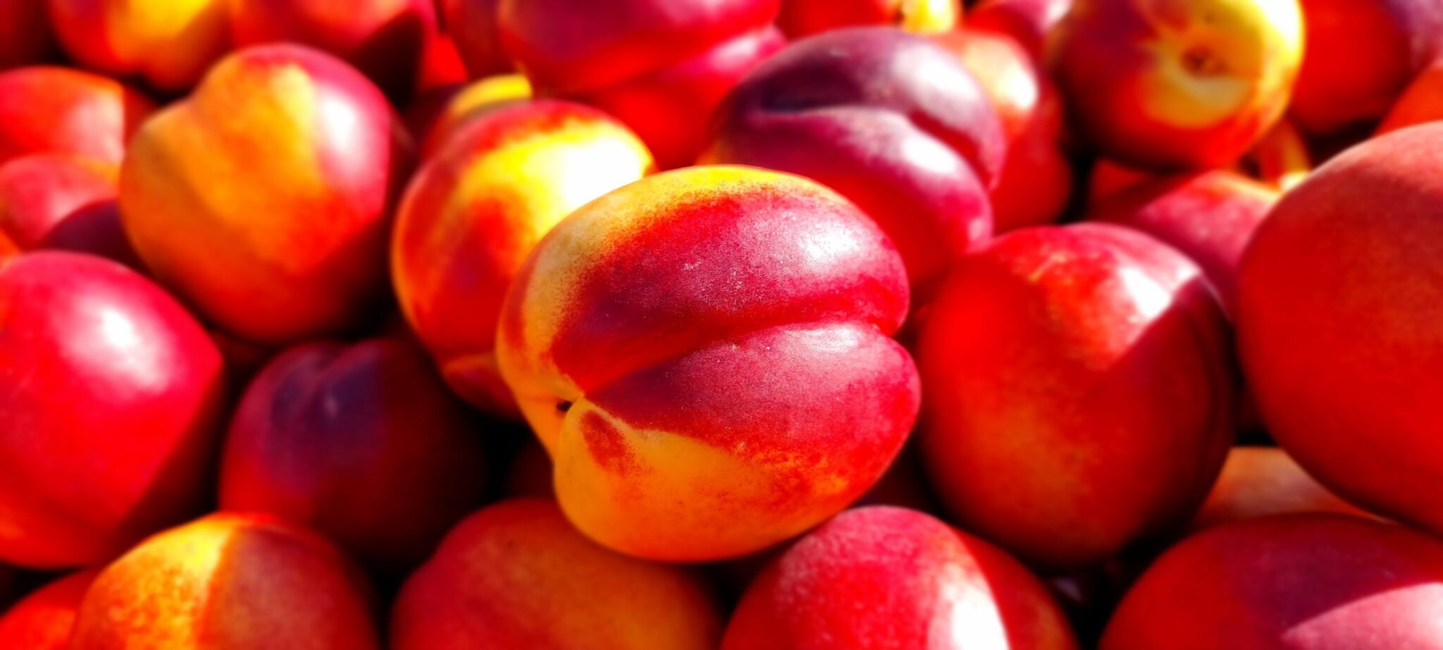 Nectarines - 5Kg Box - Available Mid-February to Late March – Roberts ...