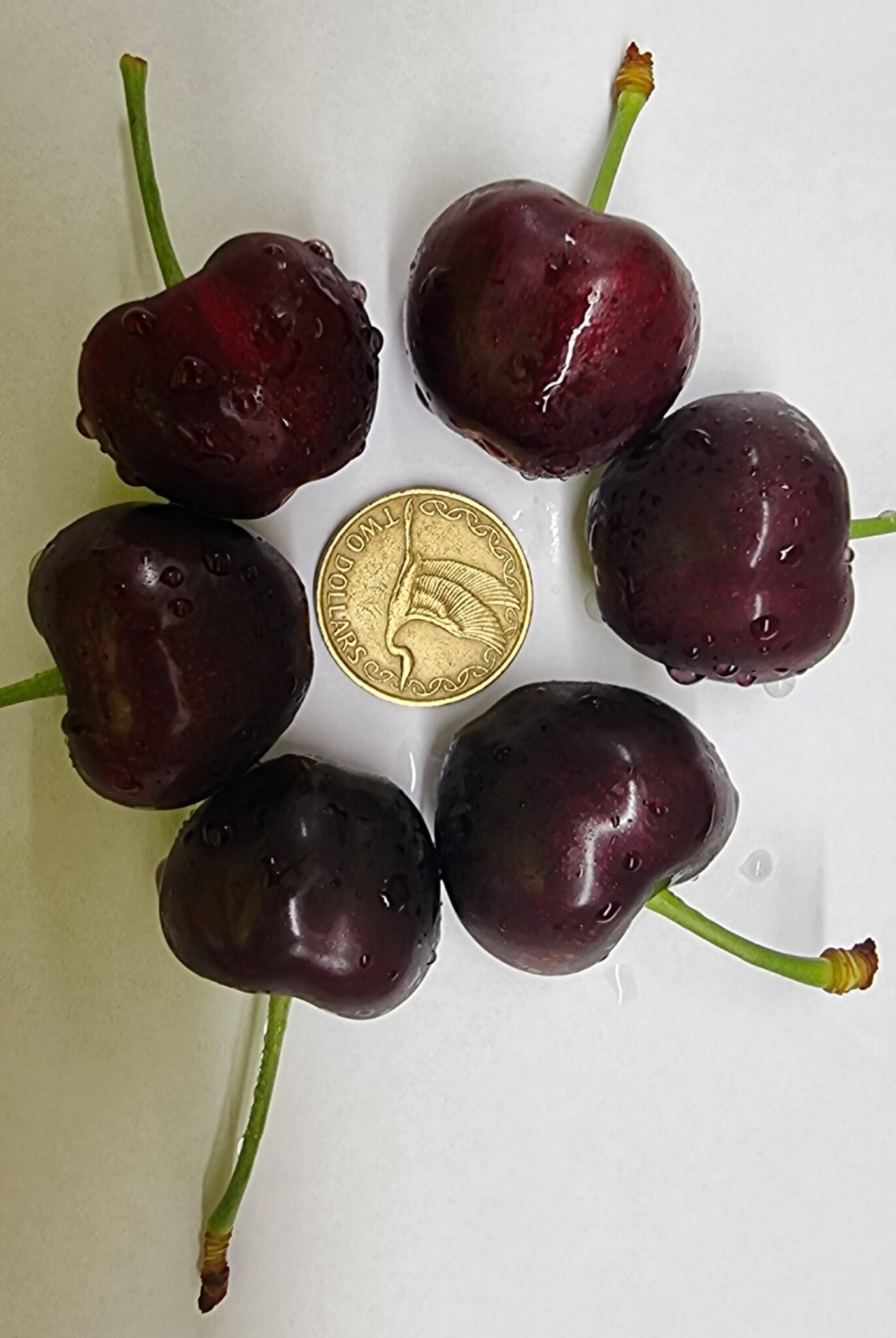 Top of the line BIG cherries - 1kg box - Available to late January ...